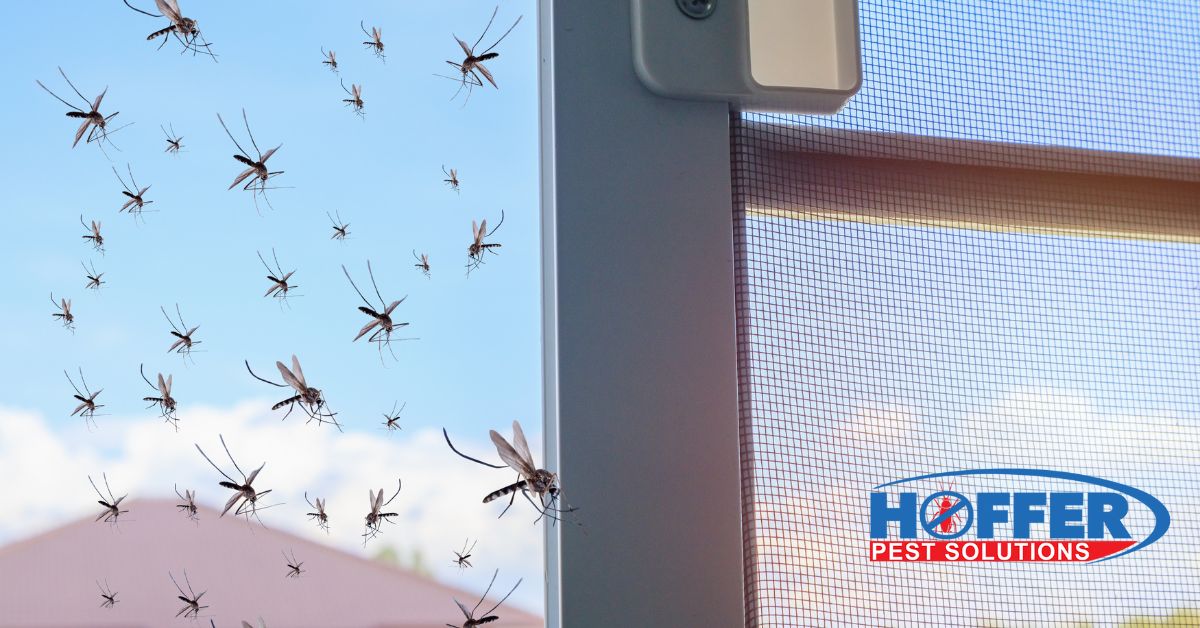 Top Summertime Pests to Watch Out For